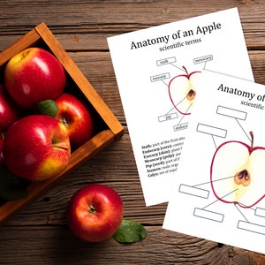 Apple Anatomy Worksheets, Parts of Fruit, Apple Montessori, Nature ...