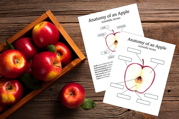 Anatomía De Una Manzana Beneficios Nutricionales De La Manzana