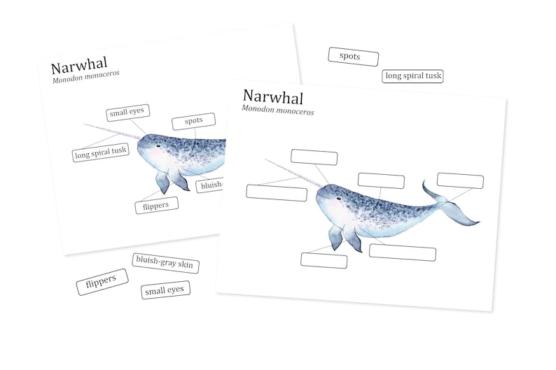 Narwhal Anatomy Worksheets, Homeschool Marine Biology Printables ...