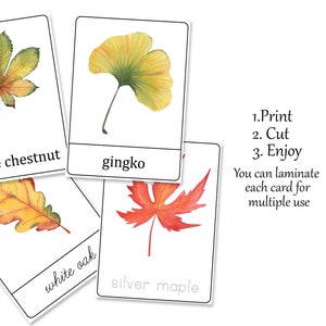 Fall Leaves Identification Montessori 3 Part Cards, Preschool Flash ...