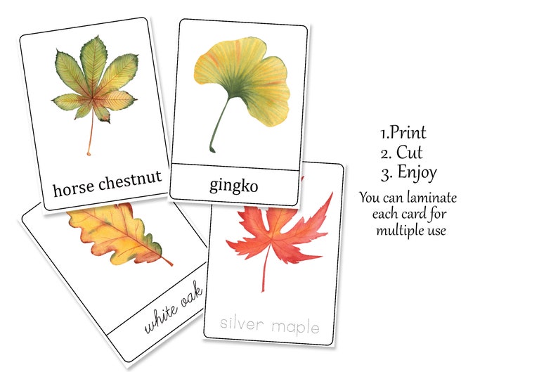 Fall Leaves Identification Montessori 3 Part Cards, Preschool Flash ...