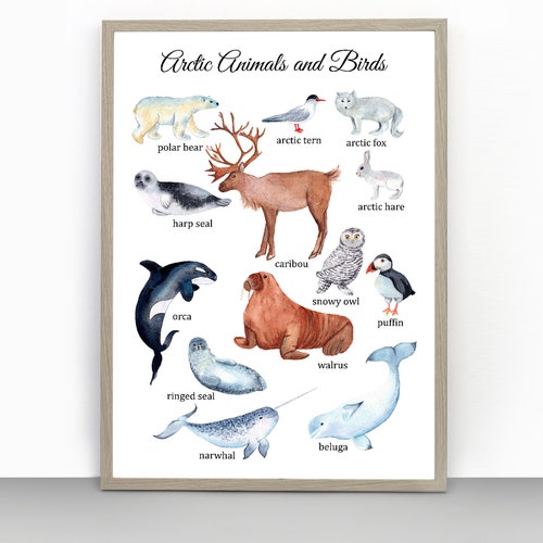 Arctic Animals Montessori Poster Educational Poster Polar - Etsy