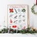 Christmas Plants Identification Montessori Poster, Educational Poster ...