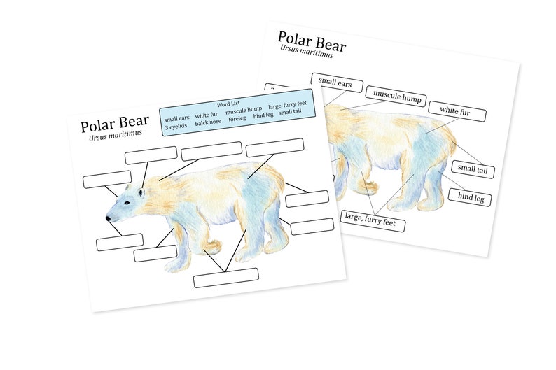 Polar Bear Anatomy Worksheets, Homeschool Printables, Nature Study, 026 ...