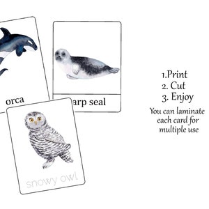 Arctic Animals Flash Cards. Montessori Three Part Cards. Nomenclature ...