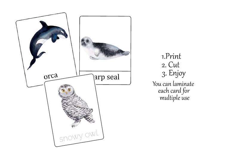 Arctic Animals Flash Cards. Montessori Three Part Cards. Nomenclature ...