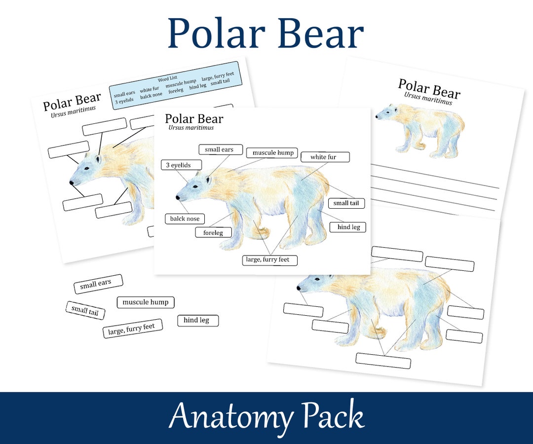 Polar Bear Anatomy Worksheets, Homeschool Printables, Nature Study, 026 ...