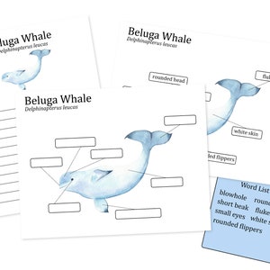 Beluga Whale Anatomy Poster, Homeschool Marine Biology Learning ...