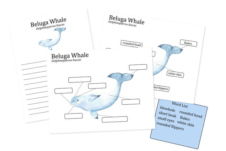 Beluga Whale Anatomy Poster, Homeschool Marine Biology Learning ...