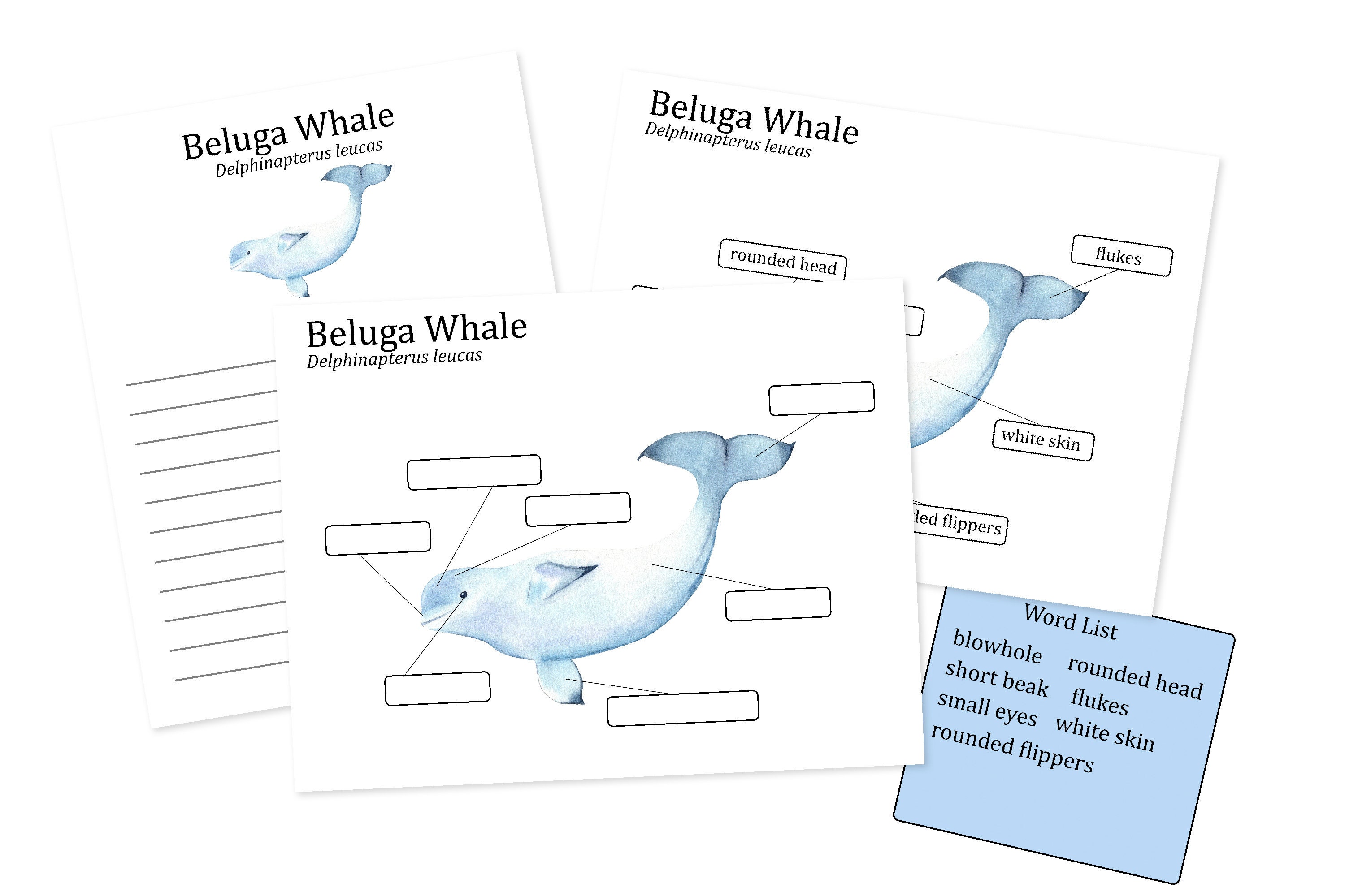 Beluga Whale Anatomy Poster, Homeschool Marine Biology Learning ...