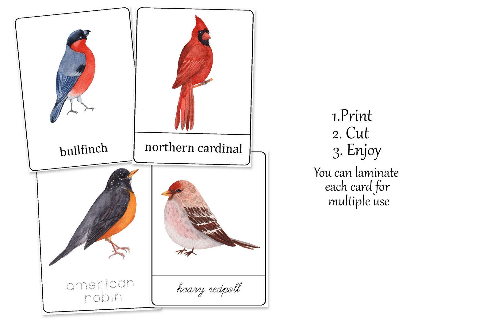 Winter Birds Identification Montessori 3 Part Cards, Preschool Flash ...