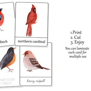 Winter Birds Identification Montessori 3 Part Cards, Preschool Flash ...