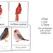 Winter Birds Identification Montessori 3 Part Cards, Preschool Flash ...