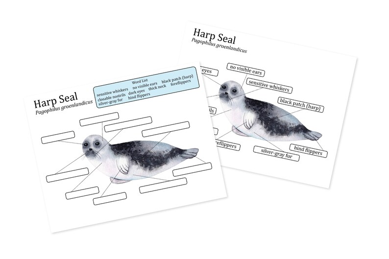Harp Seal Anatomy Worksheets, Homeschool Printables, Nature Study ...