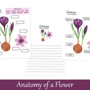 Crocus Anatomy Poster, Parts of Flower, Spring Homeschool Biology ...