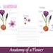 Crocus Anatomy Poster, Parts of Flower, Spring Homeschool Biology ...