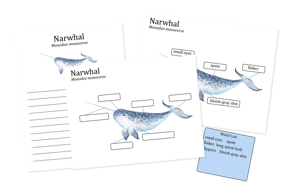 Narwhal Anatomy Worksheets, Homeschool Marine Biology Printables ...