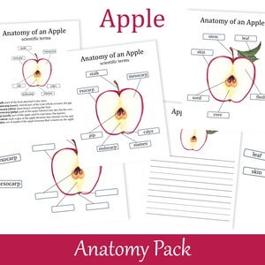 Apple Anatomy Worksheets, Parts of Fruit, Apple Montessori, Nature ...
