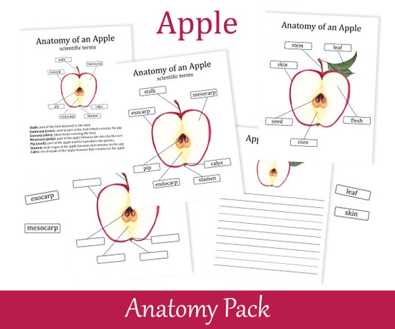 Apple Anatomy Worksheets Parts of Fruit Apple Montessori | Etsy