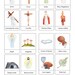 Religeous Easter Flash Cards, Montessori Three Part Cards, Resurrection ...