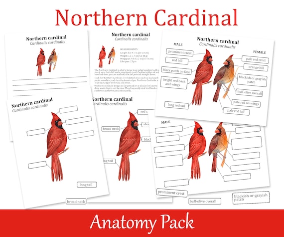 Northern Cardinal Anatomy Learning Pack Biology Worksheets | Etsy