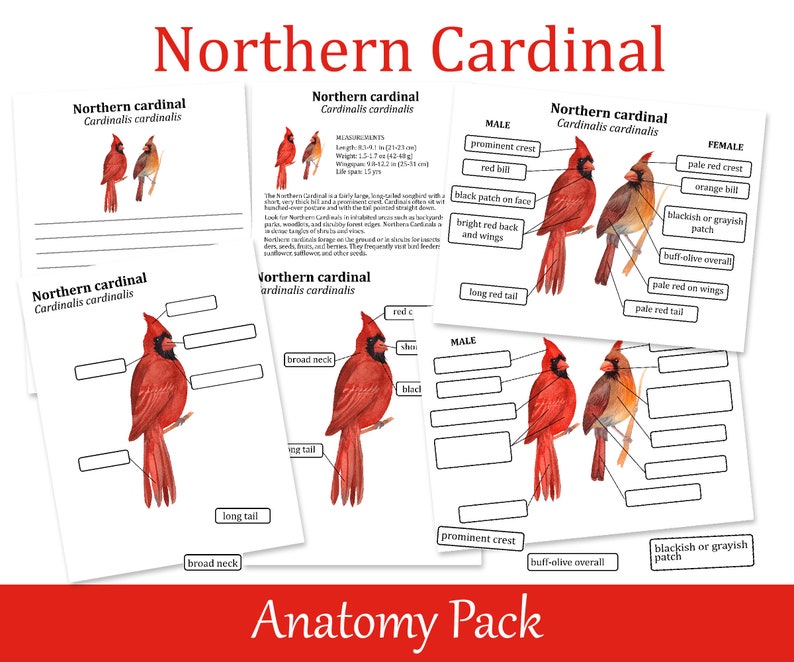Northern Cardinal Anatomy Learning Pack, Biology Worksheets, Homeschool ...
