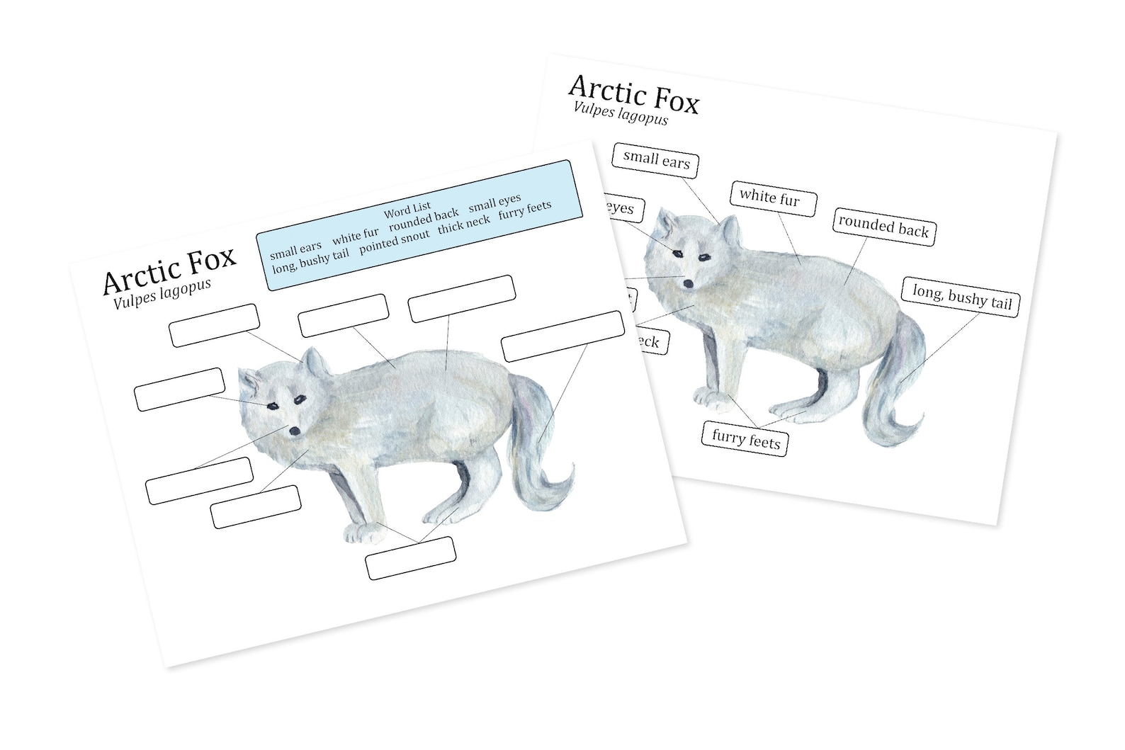 Arctic Fox Anatomy Poster, Homeschool Biology Learning Worksheets ...