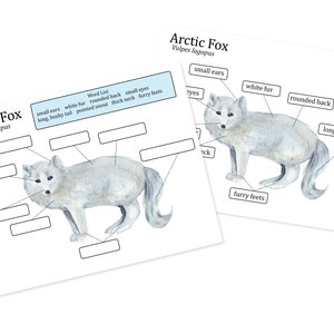 Arctic Fox Anatomy Poster, Homeschool Biology Learning Worksheets ...