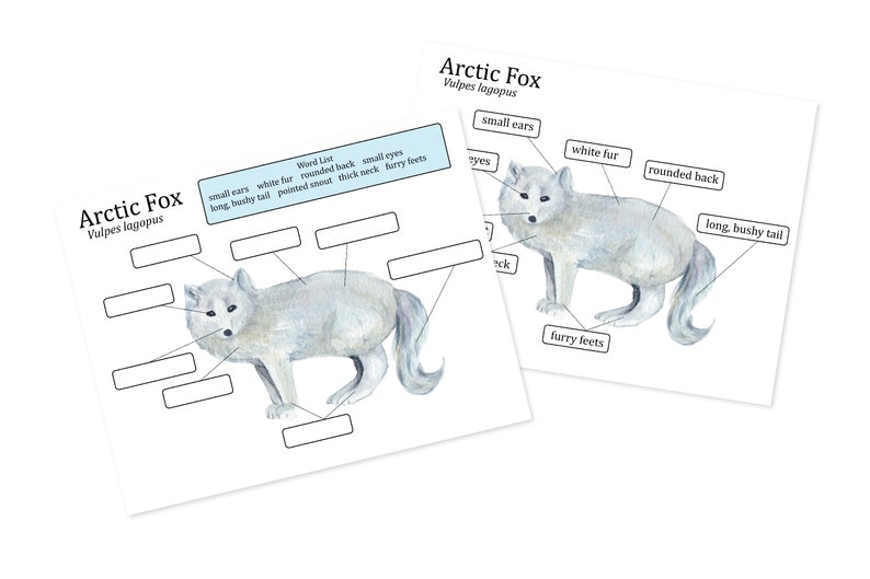Arctic Fox Anatomy Poster, Homeschool Biology Learning Worksheets ...