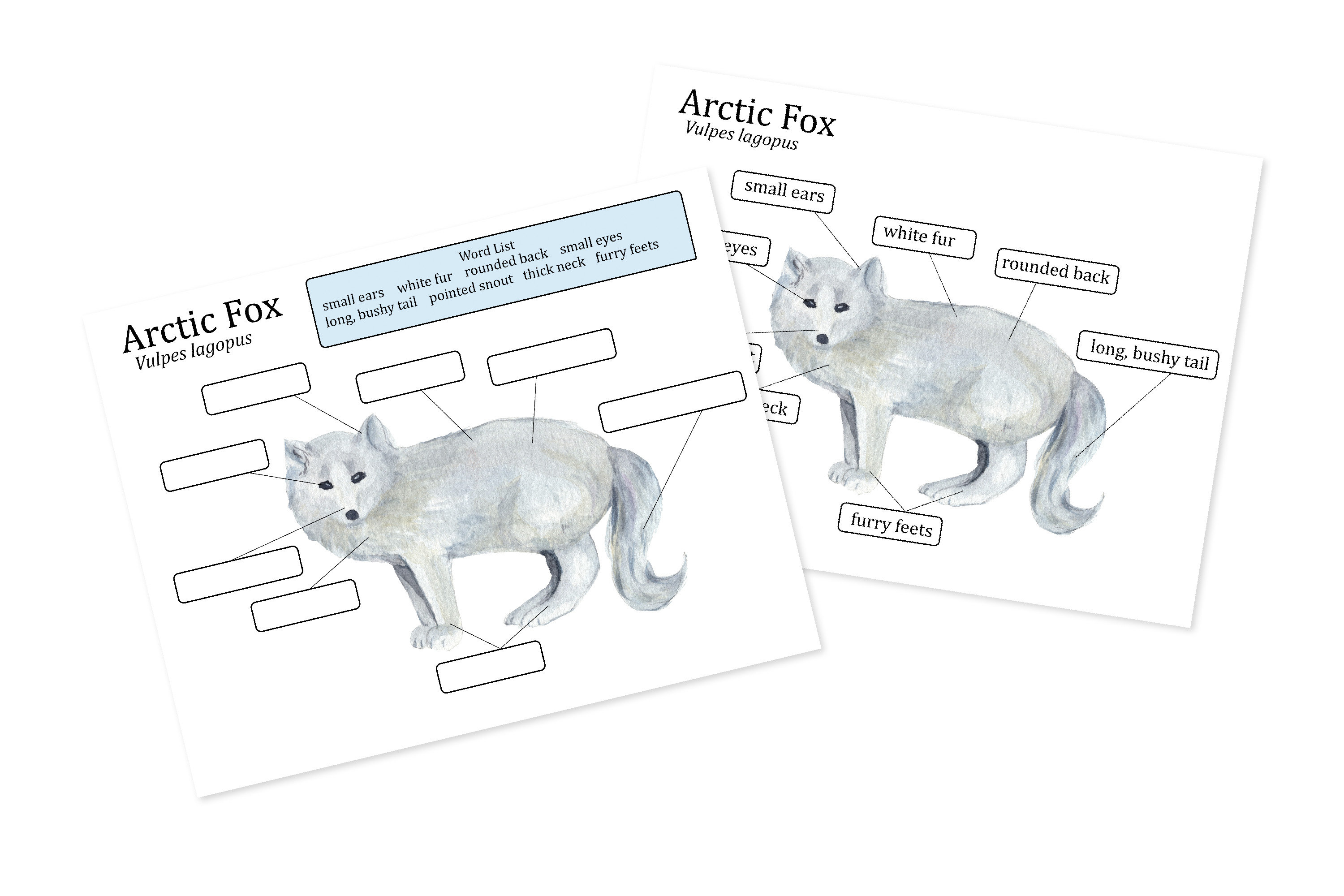 Arctic Fox Anatomy Poster, Homeschool Biology Learning Worksheets ...