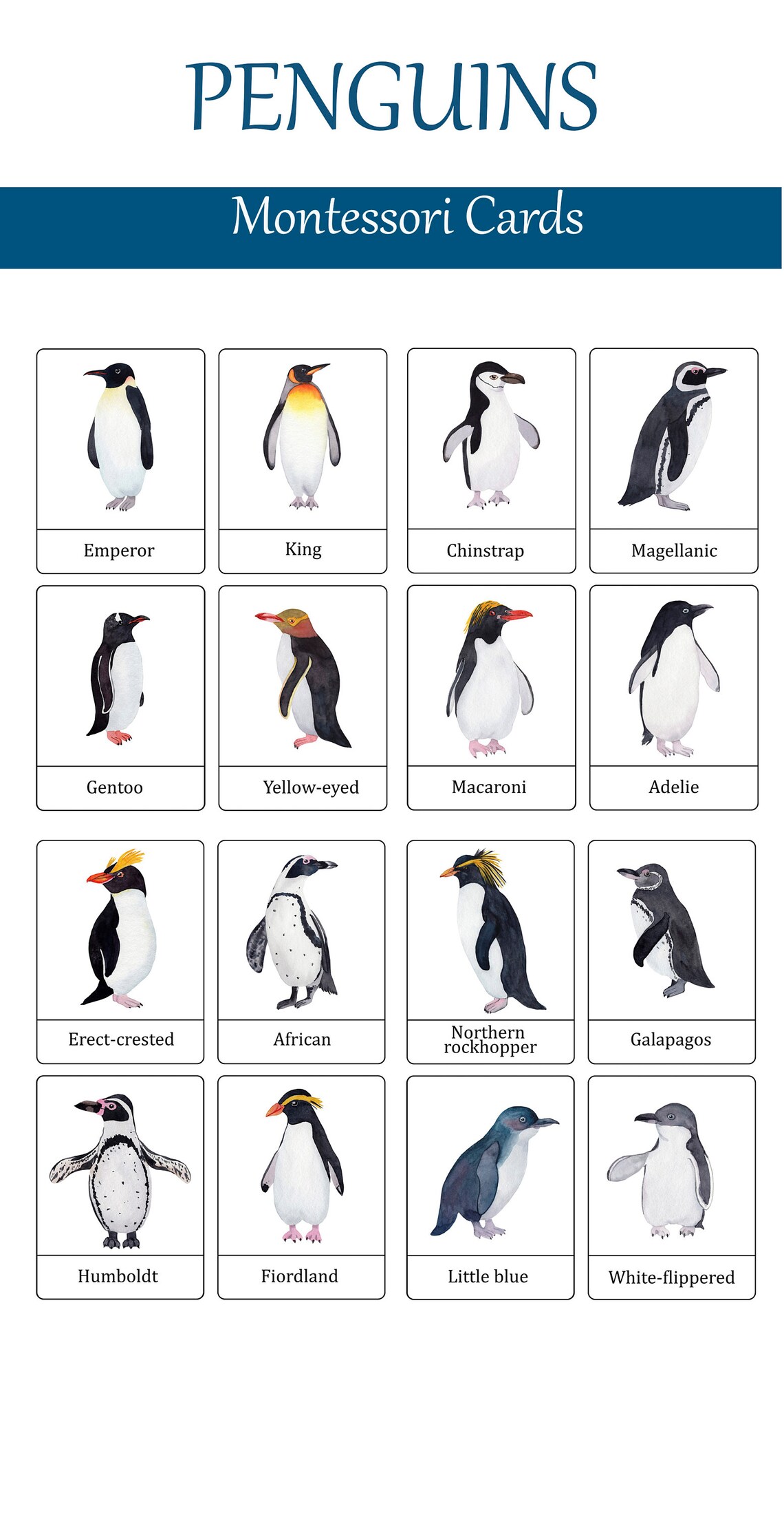 Penguins Species Identification Montessori 3 Part Cards, Preschool ...