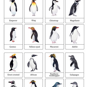 Penguins Species Identification Montessori 3 Part Cards, Preschool ...