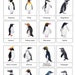 Penguins Species Identification Montessori 3 Part Cards, Preschool ...