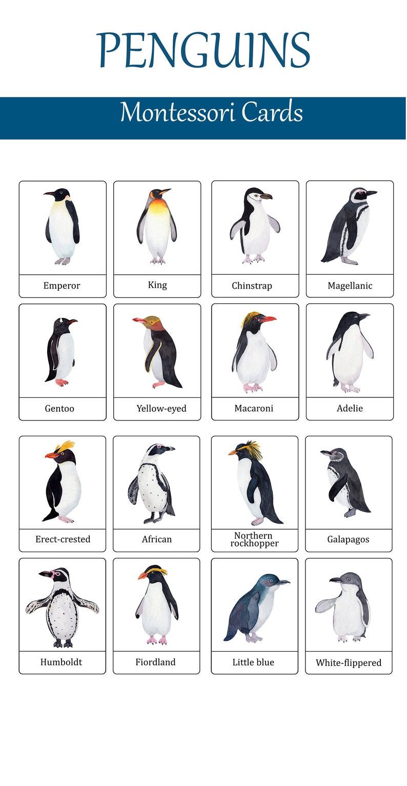 Penguins Species Identification Montessori 3 Part Cards, Preschool ...