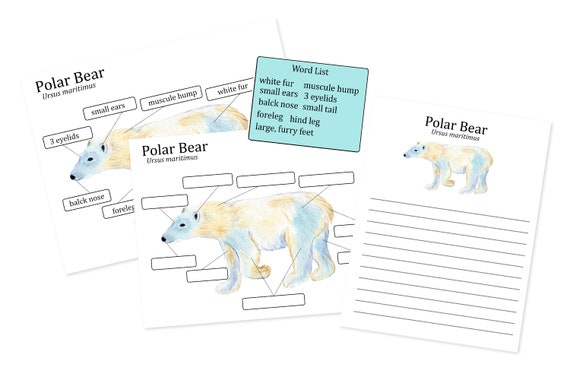 Hoja De Trabajo De Comprensión Del Oso Polar