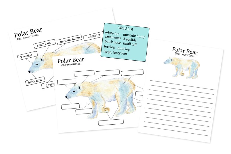 Polar Bear Anatomy Worksheets, Homeschool Printables, Nature Study, 026 ...