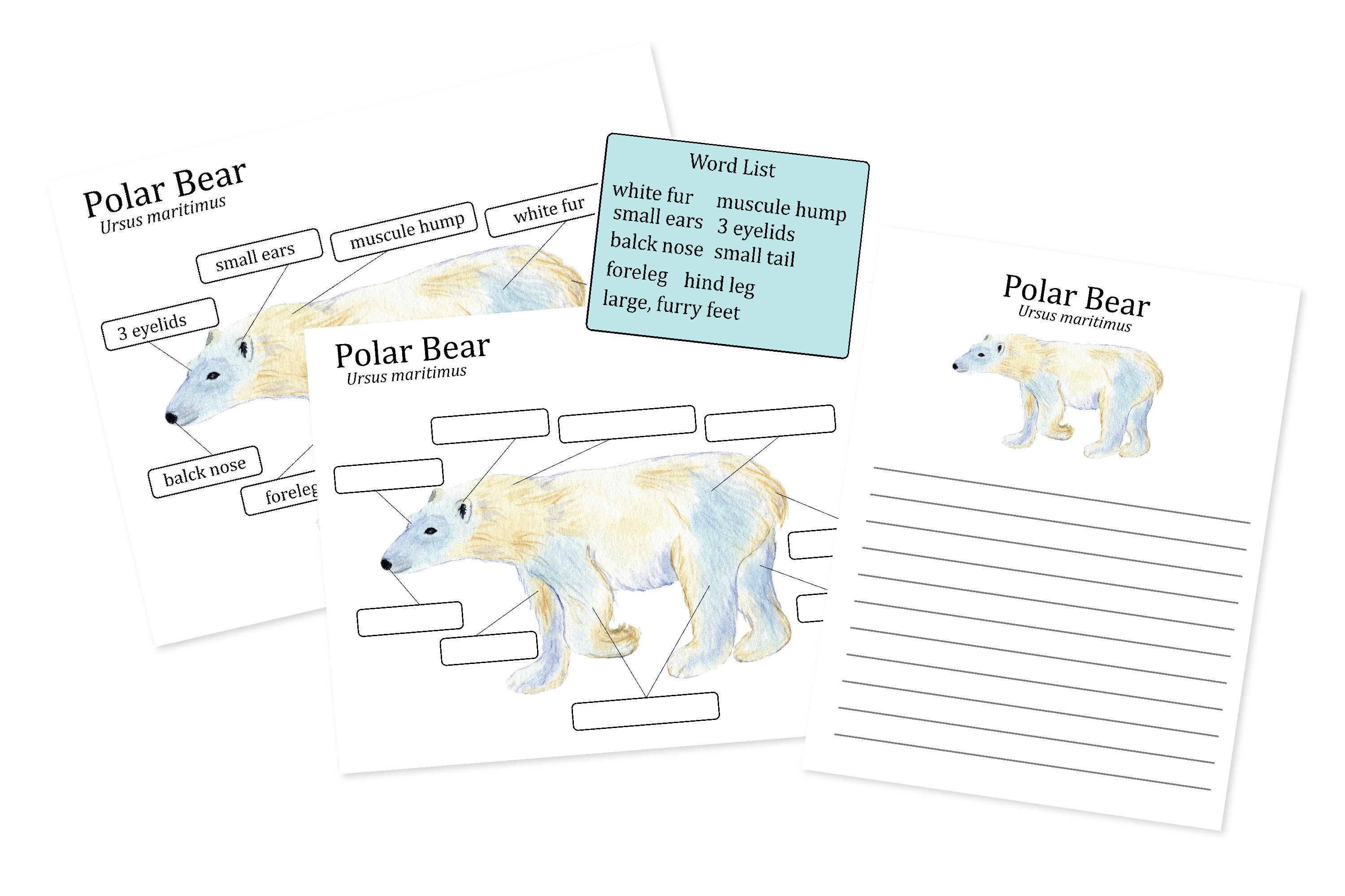 Polar Bear Body Parts Diagram