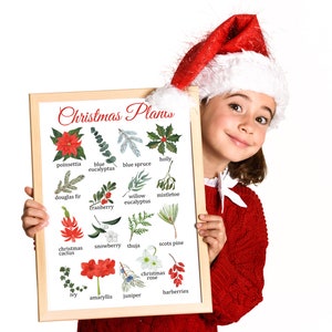 Christmas Plants Identification Montessori Poster, Educational Poster ...