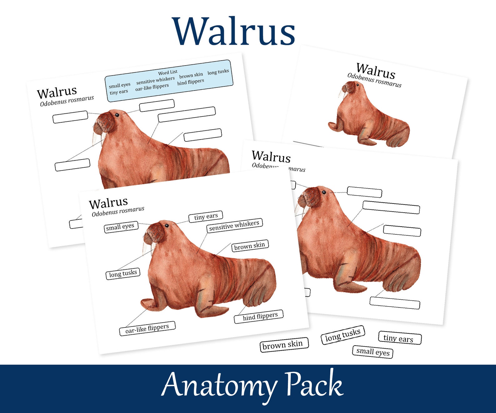 Walrus Anatomy Worksheets, Homeschool Biology Learning, Nature Study ...