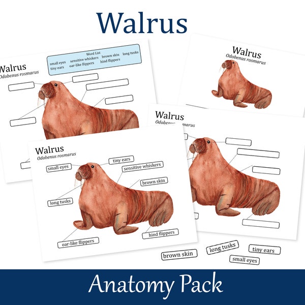 Walrus - Etsy