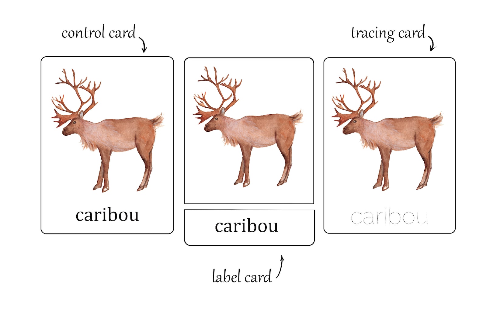 Arctic Animals Flash Cards. Montessori Three Part Cards. Nomenclature ...