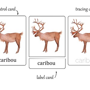Arctic Animals Flash Cards. Montessori Three Part Cards. Nomenclature ...