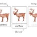 Arctic Animals Flash Cards. Montessori Three Part Cards. Nomenclature ...