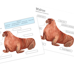 Walrus Anatomy Worksheets, Homeschool Biology Learning, Nature Study ...