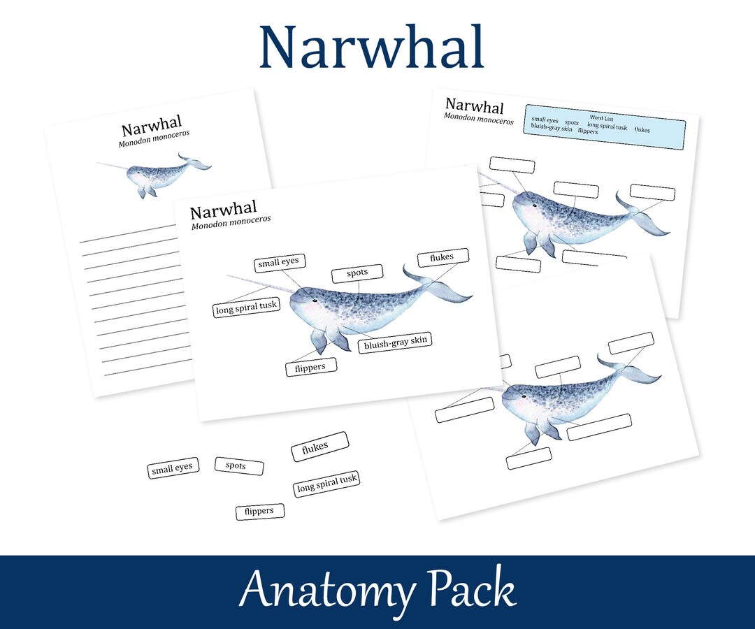 Narwhal Anatomy Worksheets Homeschool Marine Biology - Etsy