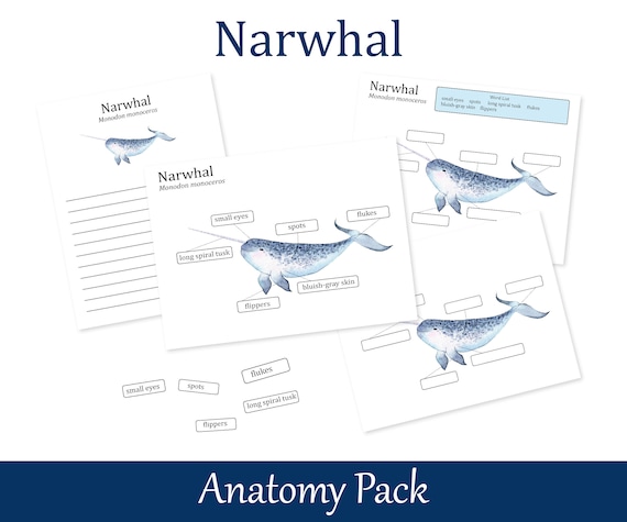 Narwhal Anatomy Worksheets Homeschool Marine Biology - Etsy