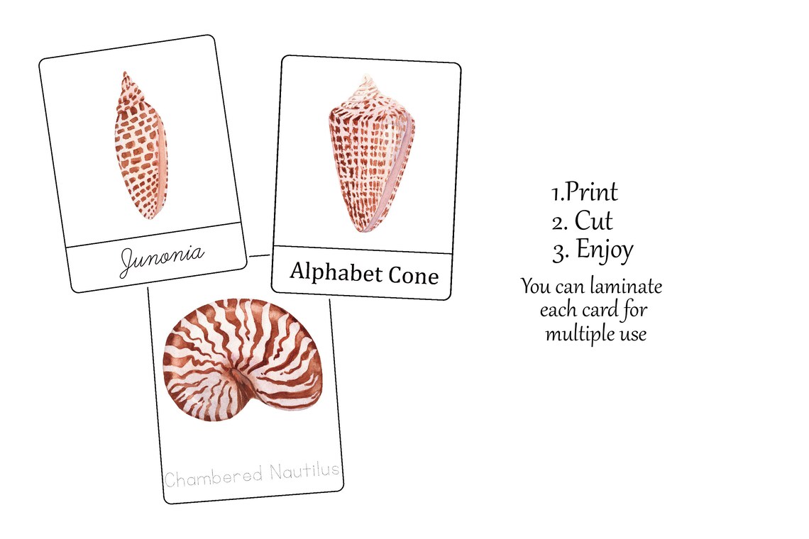 Seashells Flash Cards. Montessori Three Part Cards. - Etsy Canada