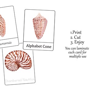 Seashells Flash Cards. Montessori Three Part Cards. Nomenclature Cards ...