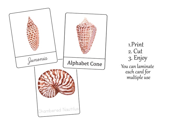 Seashells Flash Cards. Montessori Three Part Cards. Nomenclature Cards ...