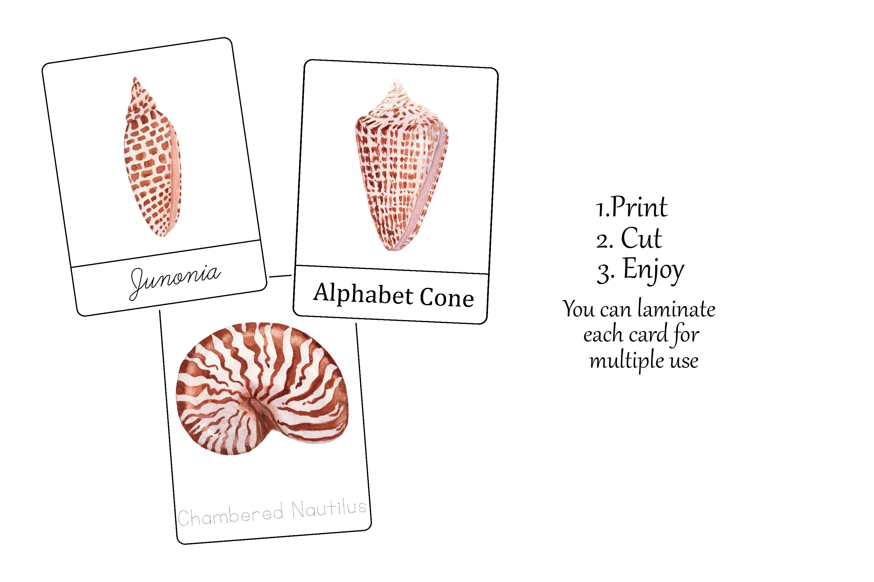 Seashells Flash Cards. Montessori Three Part Cards. Nomenclature Cards ...